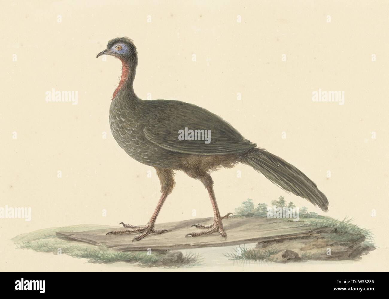 Penelope, walker and runner birds (PENELOPE), Pieter Pietersz. Barbiers ...