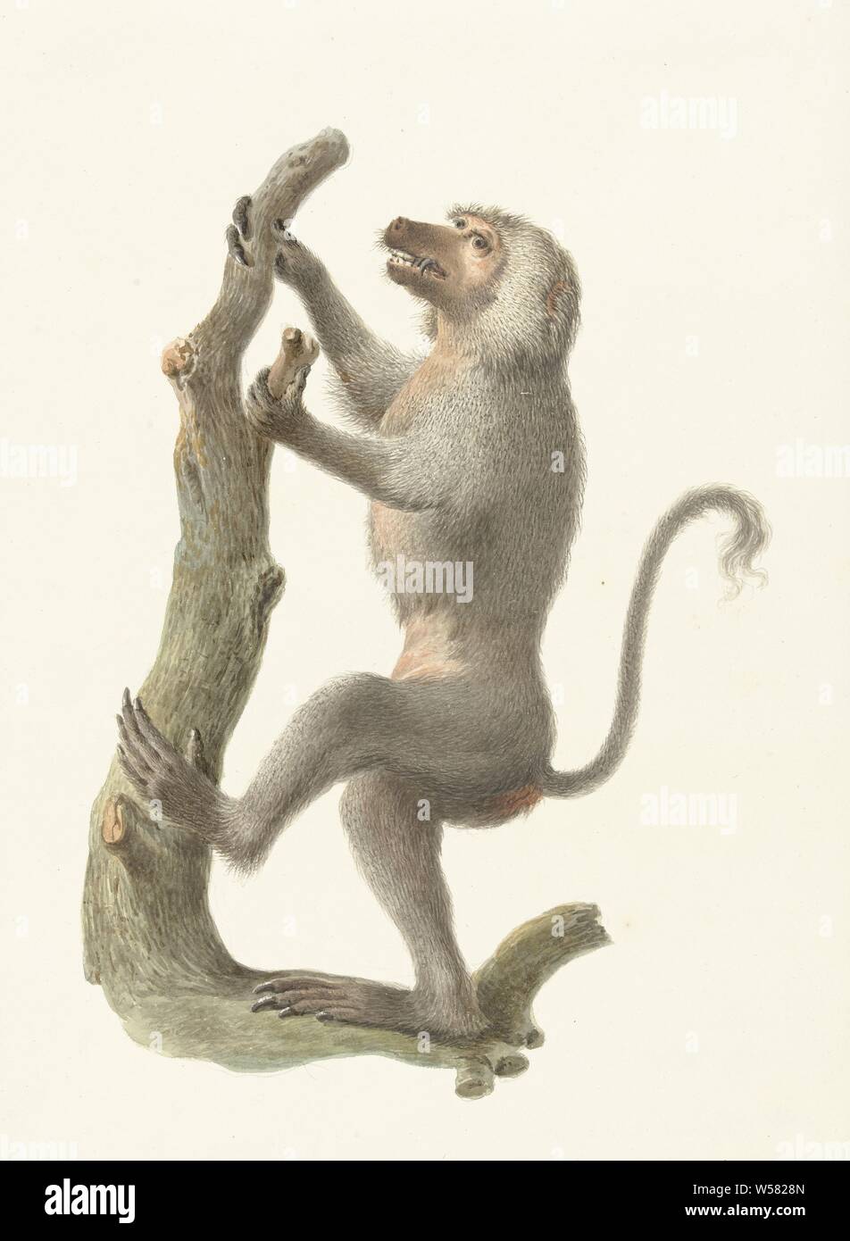 Mantle baboon, monkeys, apes: baboon, Pieter Pietersz. Barbiers, 1759 ...