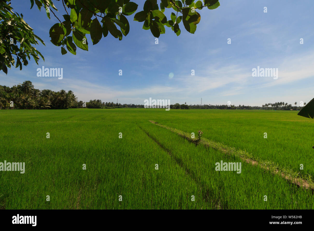 Edge of rice field hi-res stock photography and images - Alamy