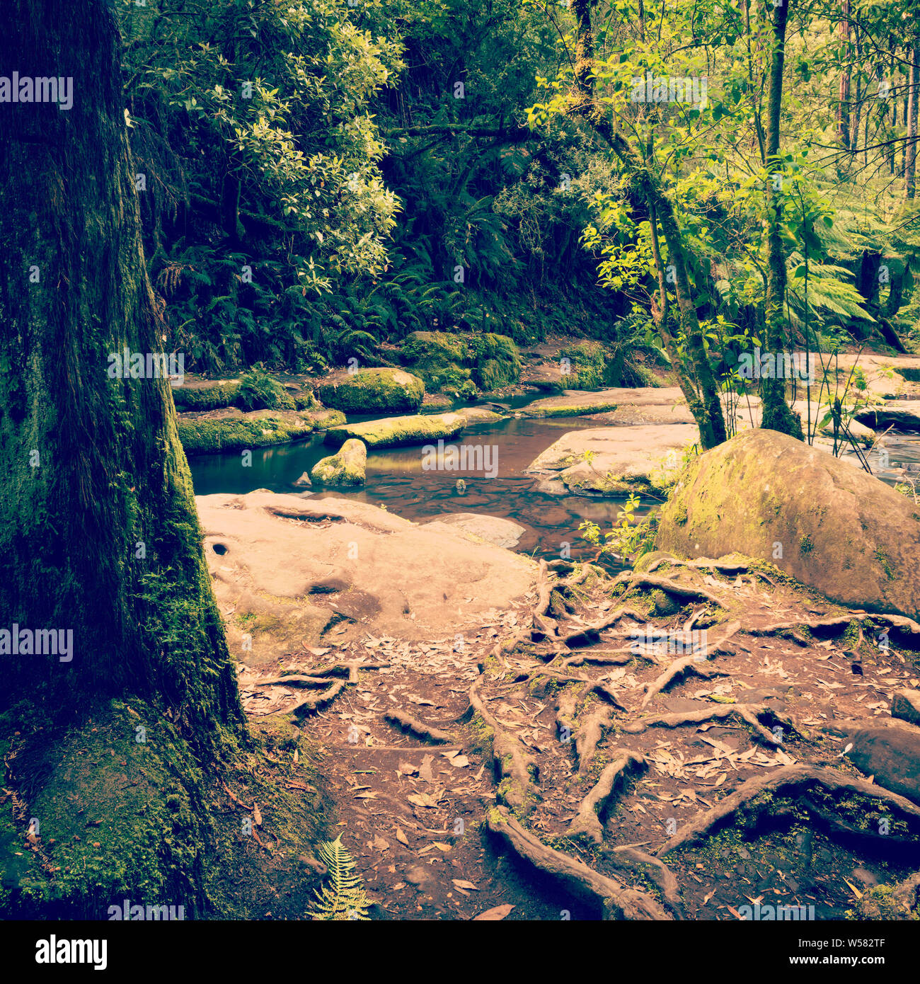 Forest in the Great Otways National Park along the Great Ocean Road ...