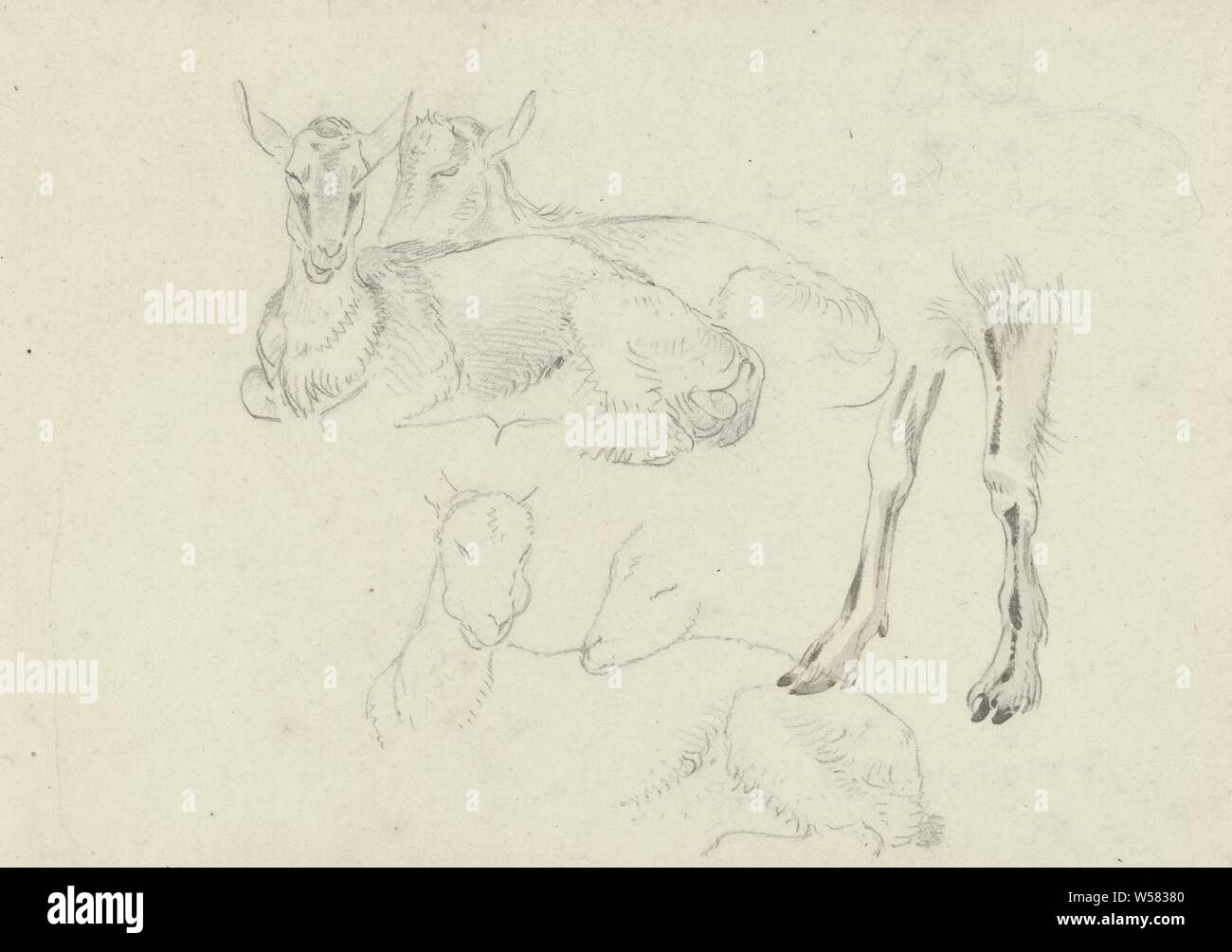 Goat drawing hi-res stock photography and images - Alamy
