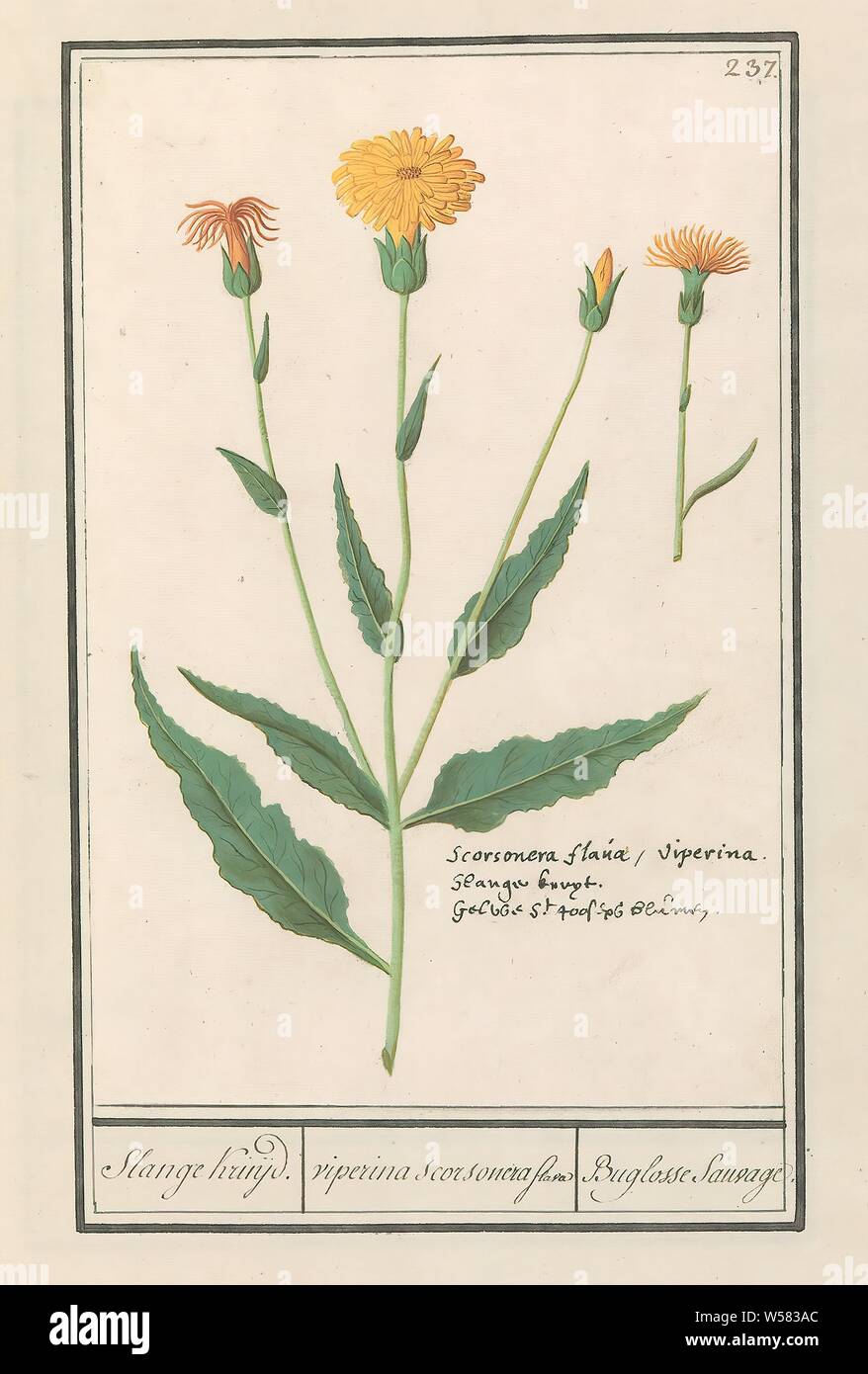 Viperina scorsonera flava hi-res stock photography and images - Alamy