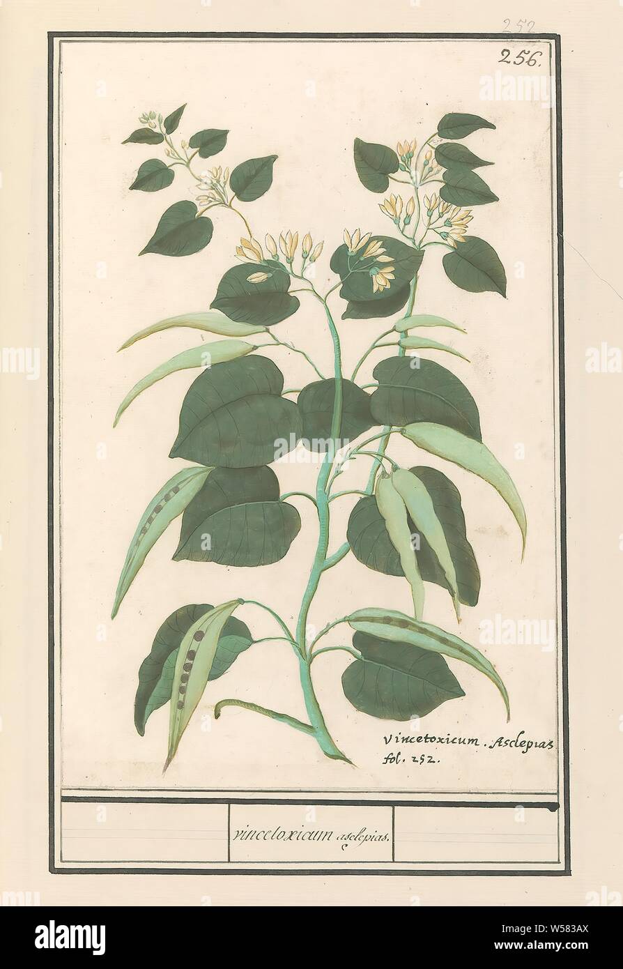 Common Milkweed Common Milkweed (Asclepias syriaca), Silk plant, with ...