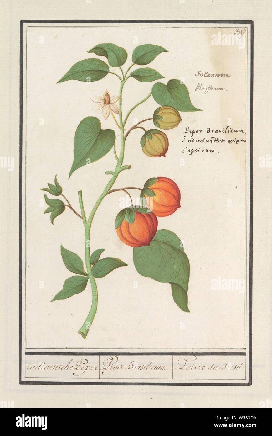 Capsicum annuum indian plant hi-res stock photography and images - Alamy