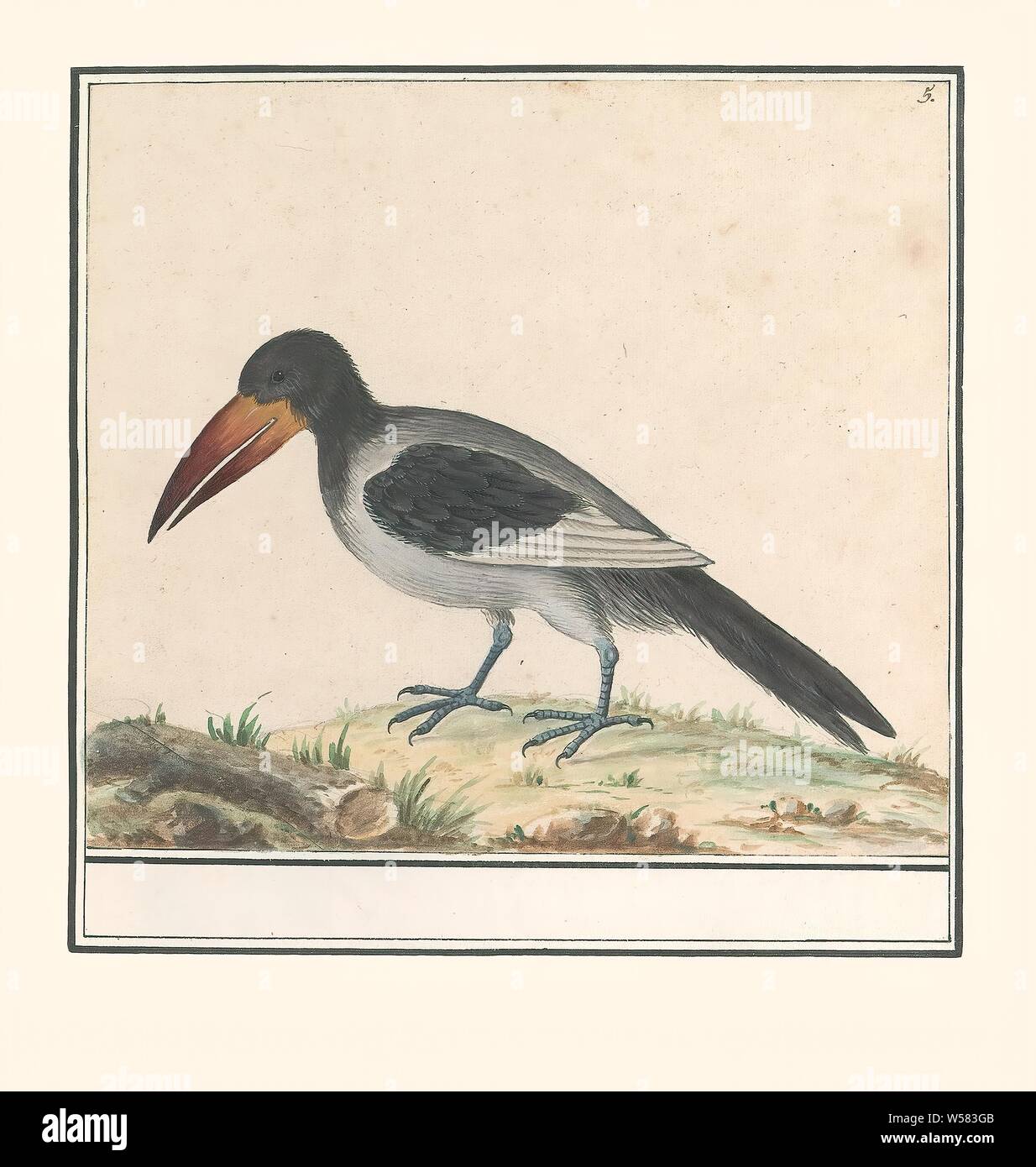 Unknown bird, Unknown bird. Numbered top right: 5. Part of the third ...