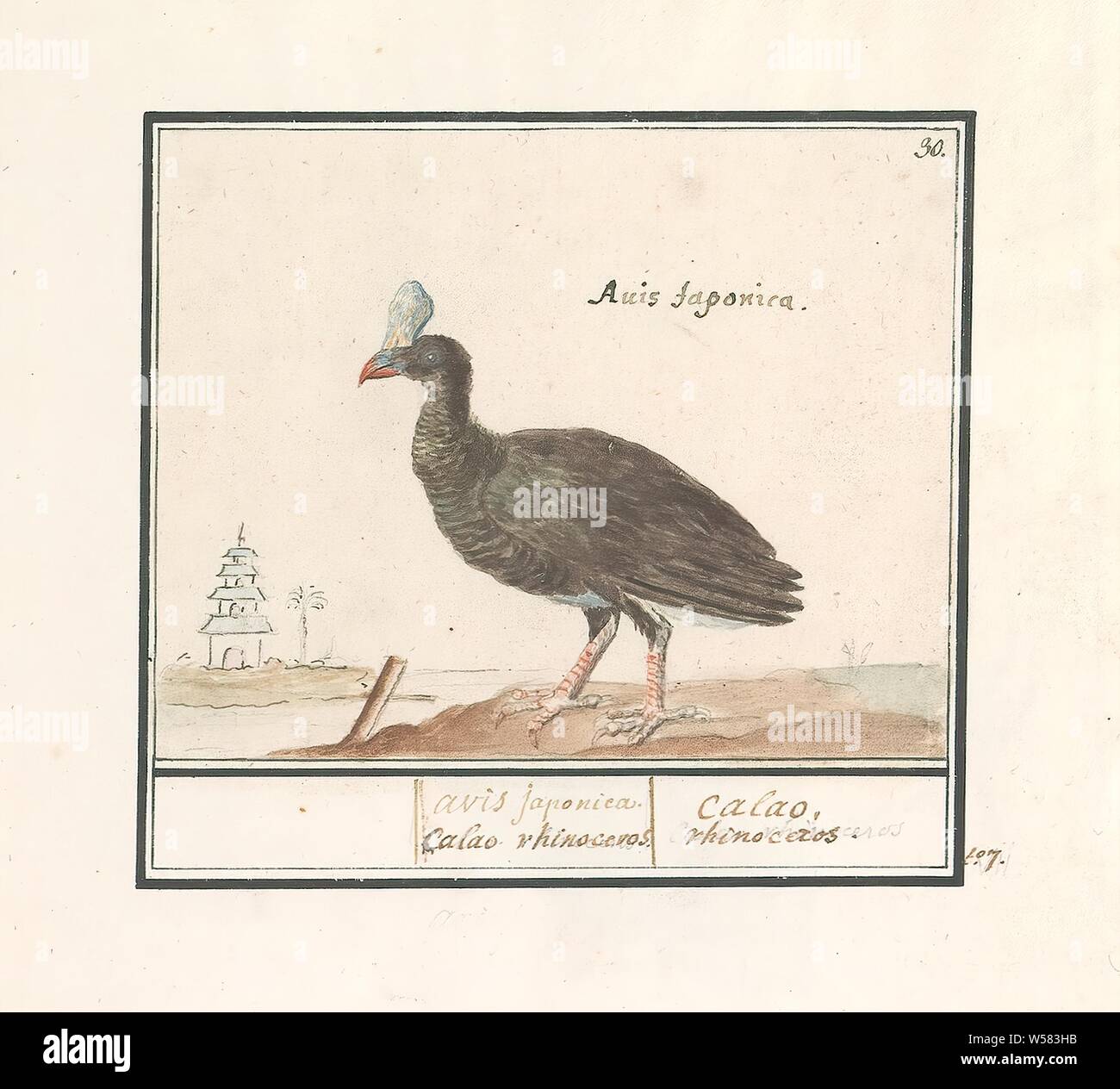 Avis latin hi-res stock photography and images - Alamy