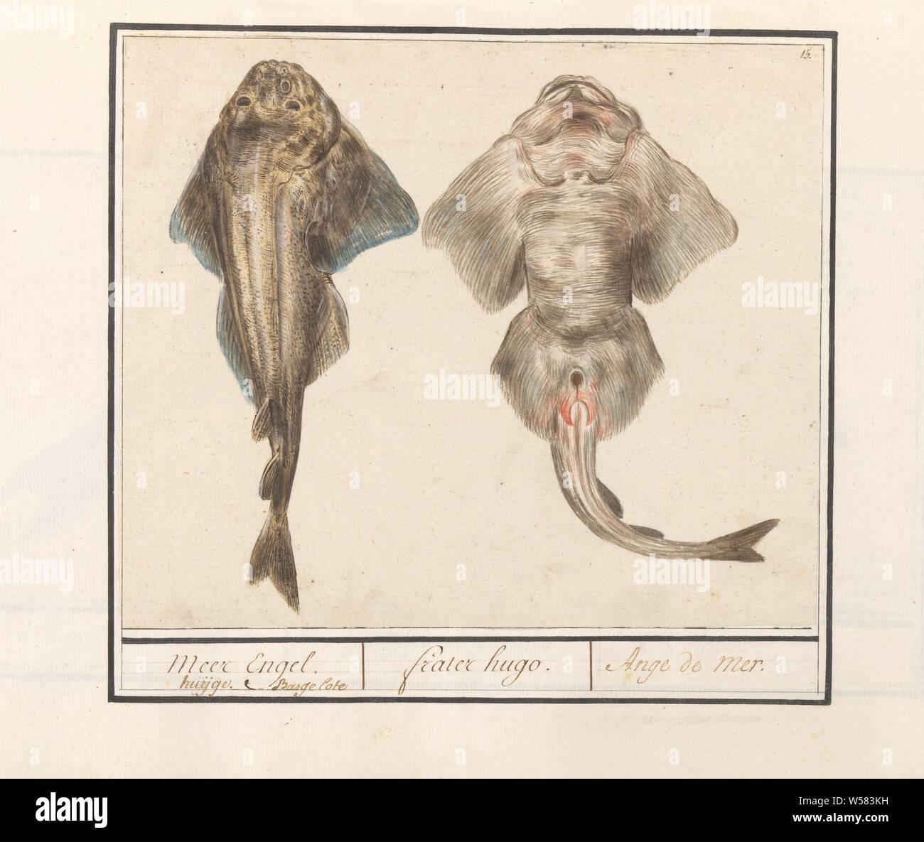 Ange de mer squatina hi-res stock photography and images - Alamy