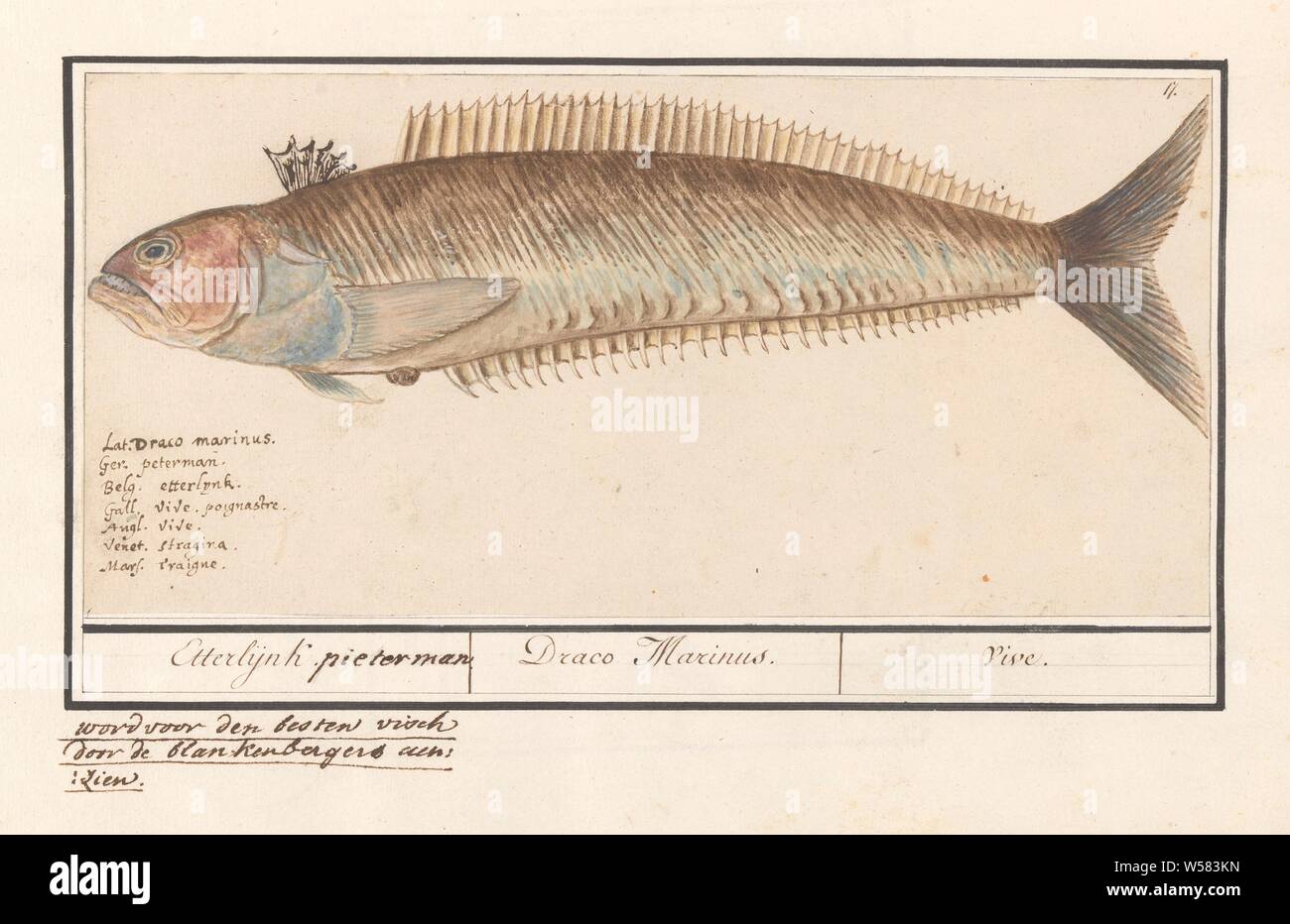 Pieterman caused hi-res stock photography and images - Alamy