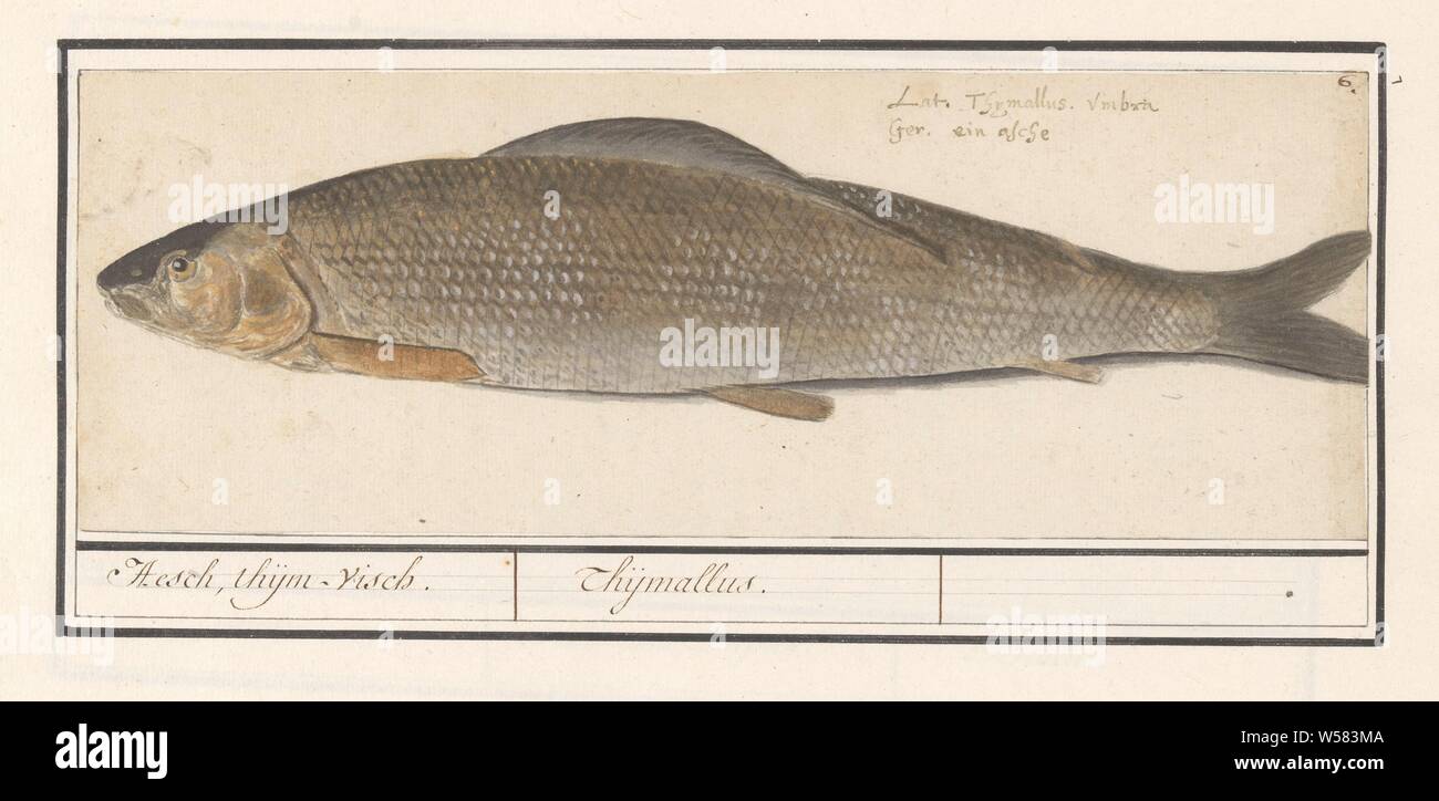 Thijm fish hi-res stock photography and images - Alamy