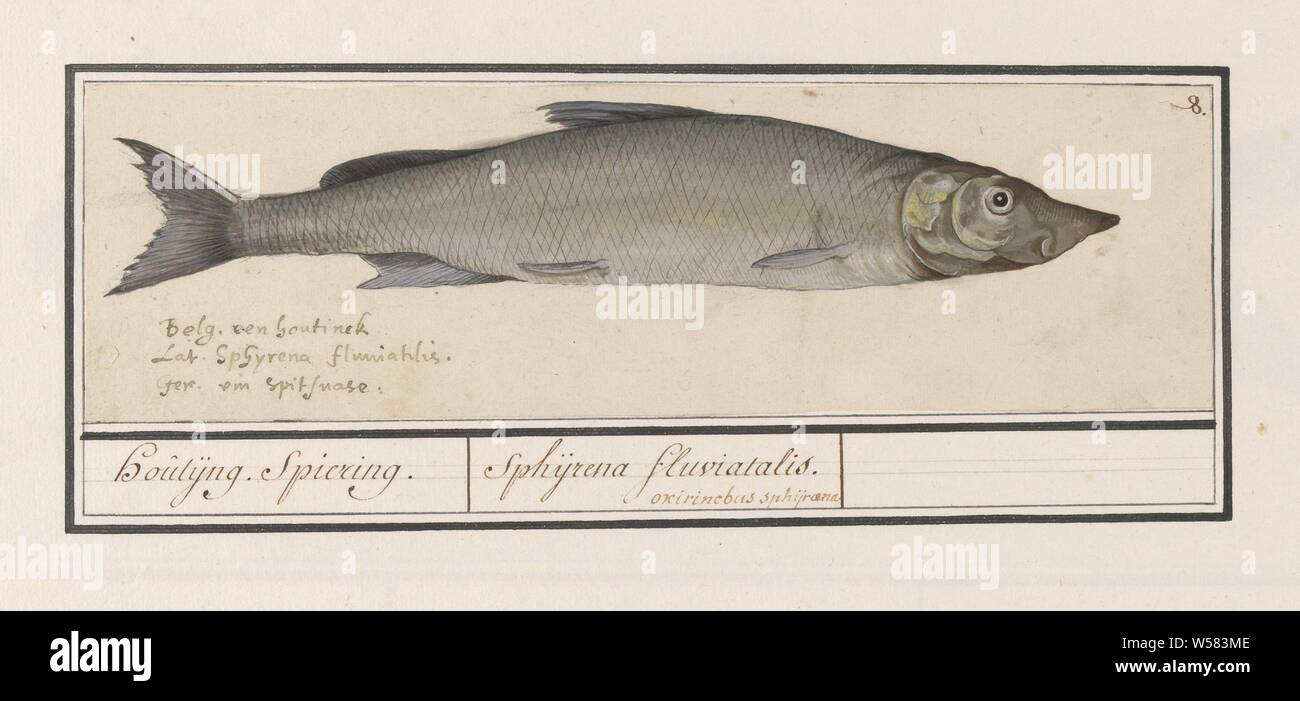 Houting (Coregonus oxyrinchus), Houtijng. Smelt. / Sphijrena ...