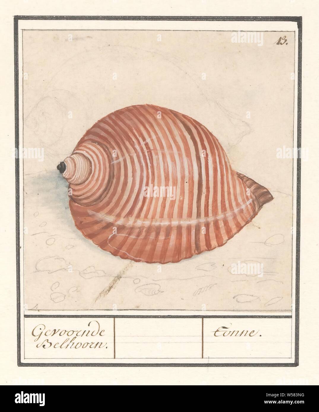 Shell of a sea snail, Gevoornde Belhoorn. / Tonne, Shell of a sea snail ...