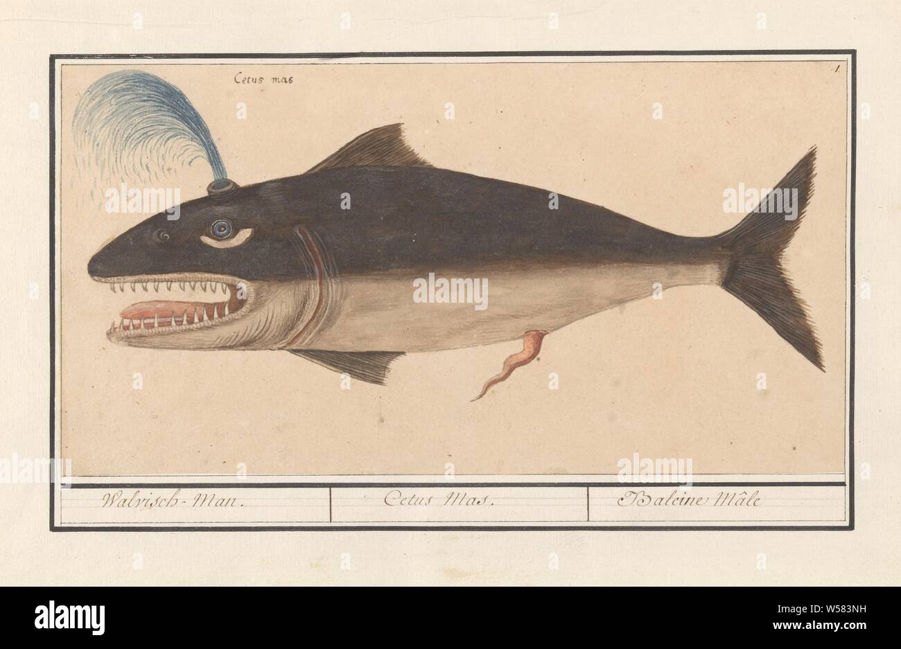 Cetus shark hi-res stock photography and images - Alamy