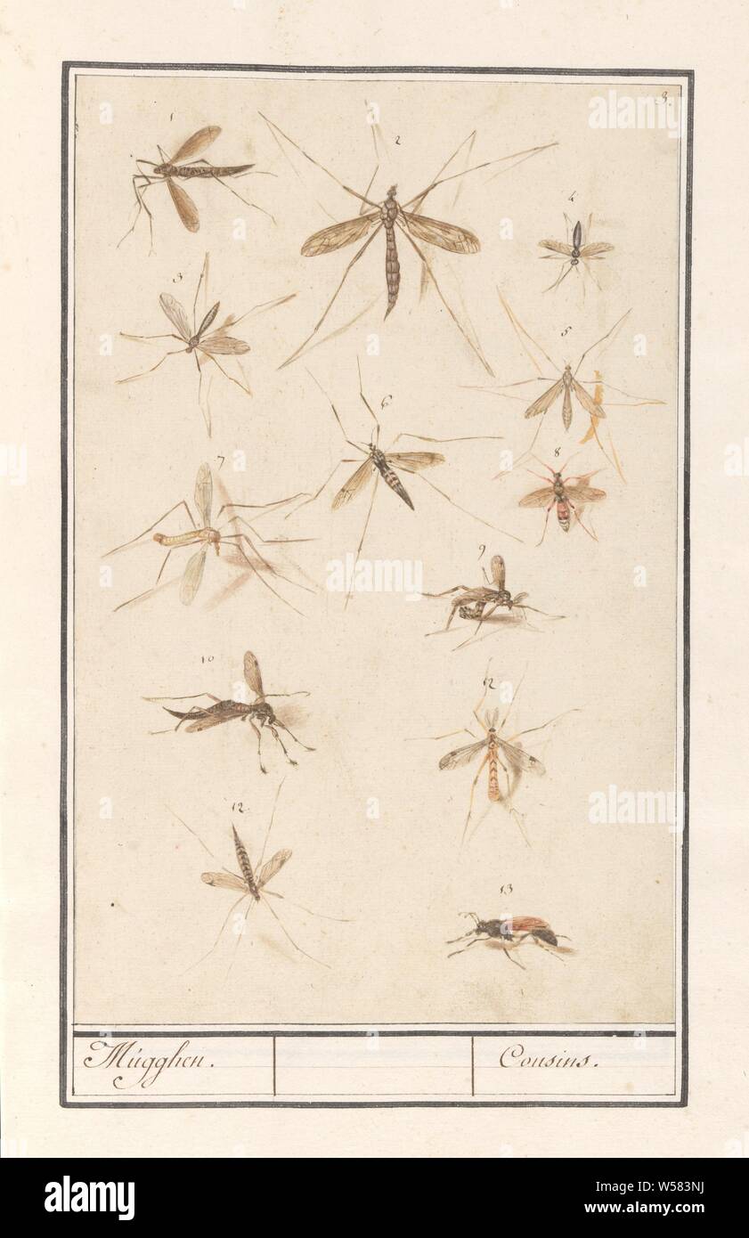 Emperor paper wasp hi-res stock photography and images - Alamy