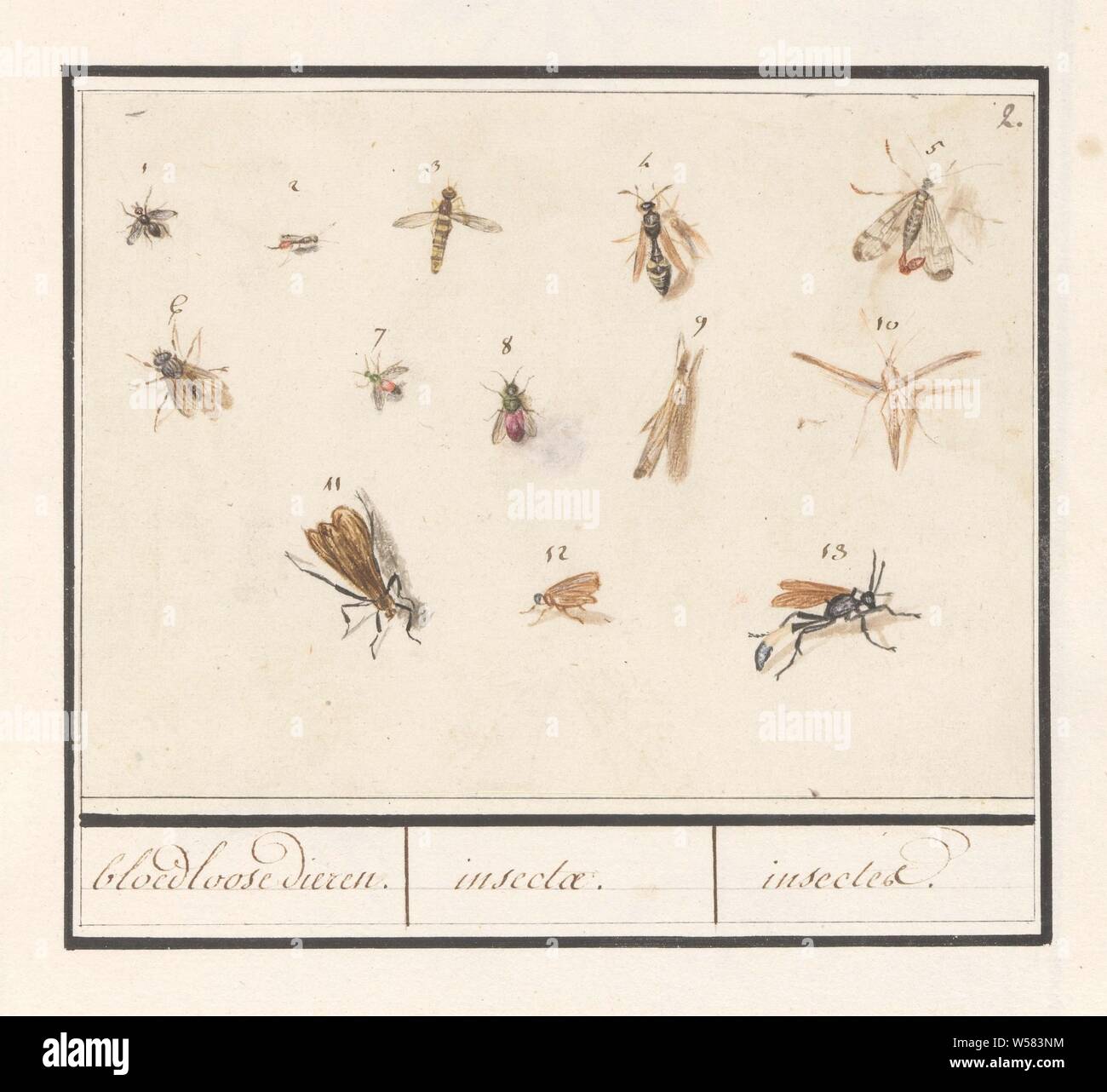 Thirteen flying insects hi-res stock photography and images - Alamy