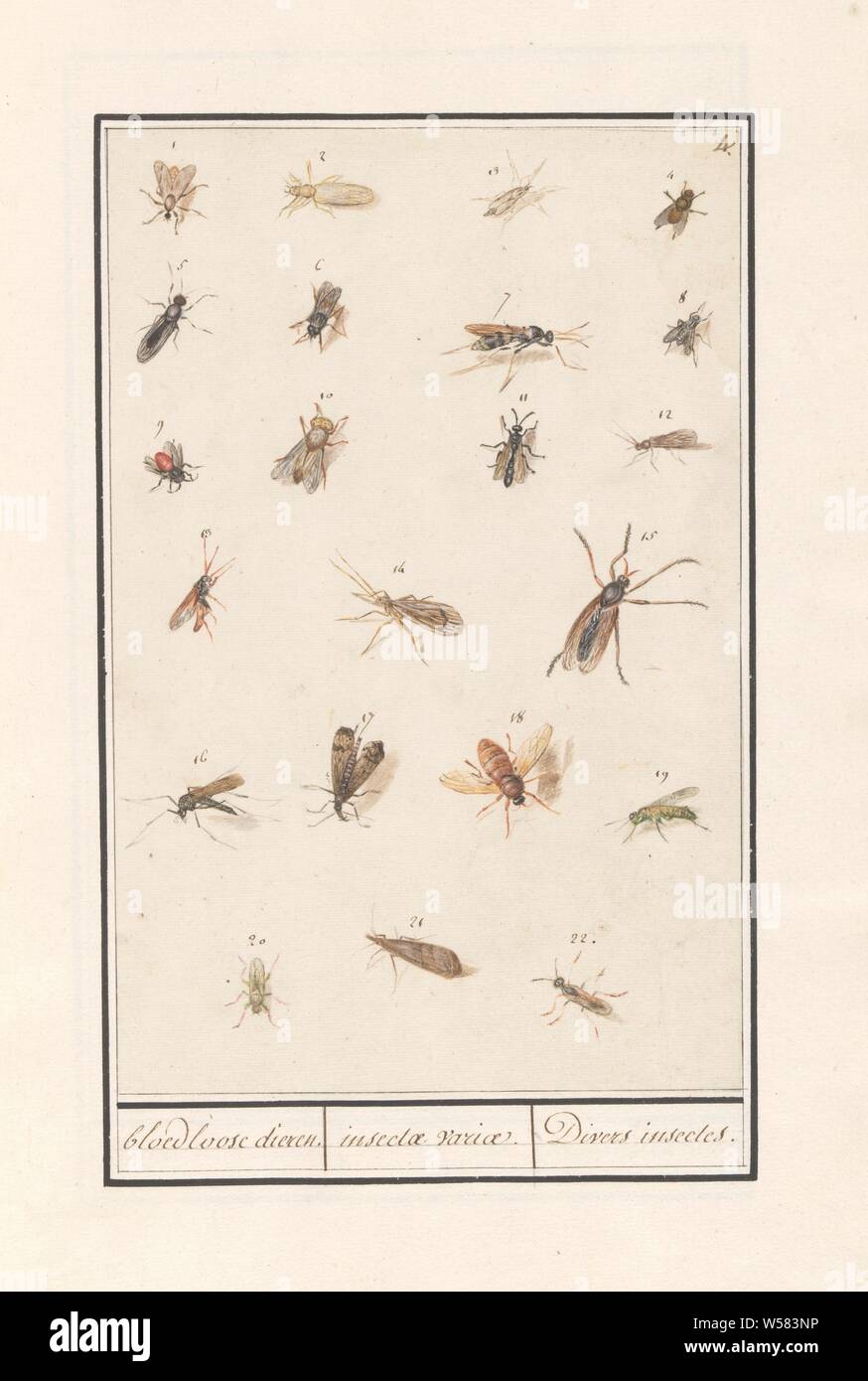 Insectes hi-res stock photography and images - Alamy