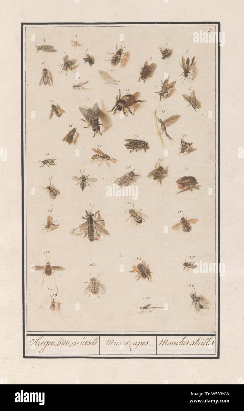 Insect Id Chart