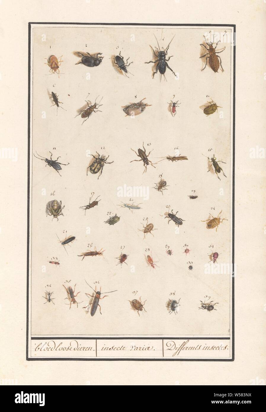 Differents insectes hi-res stock photography and images - Alamy