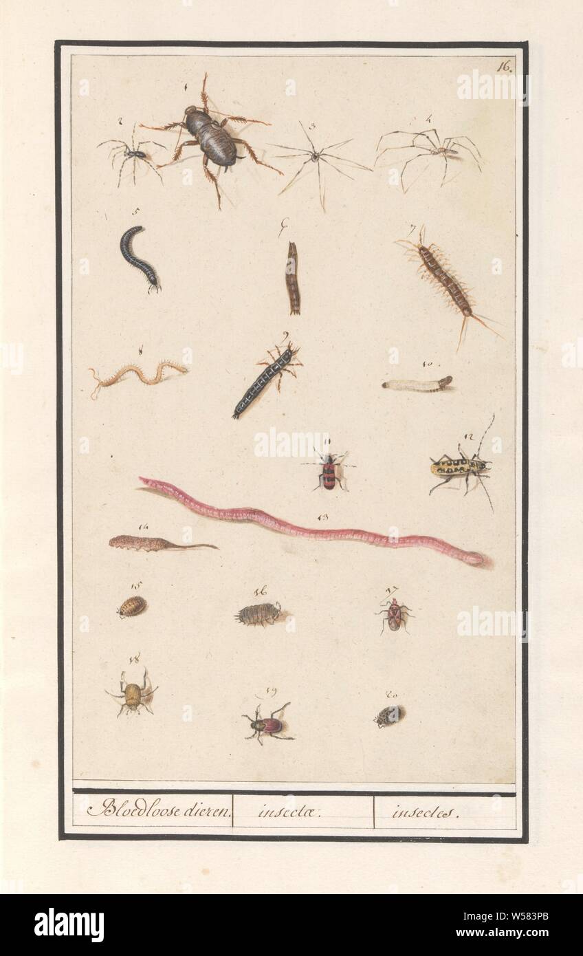 Leaf with various insects and spiders, bloodless animals. / insectae ...