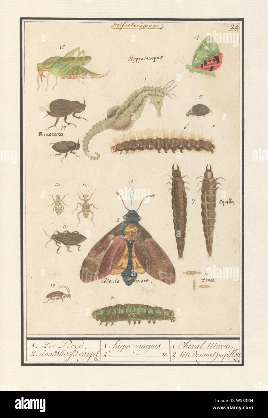 Cheval marin hi-res stock photography and images - Alamy