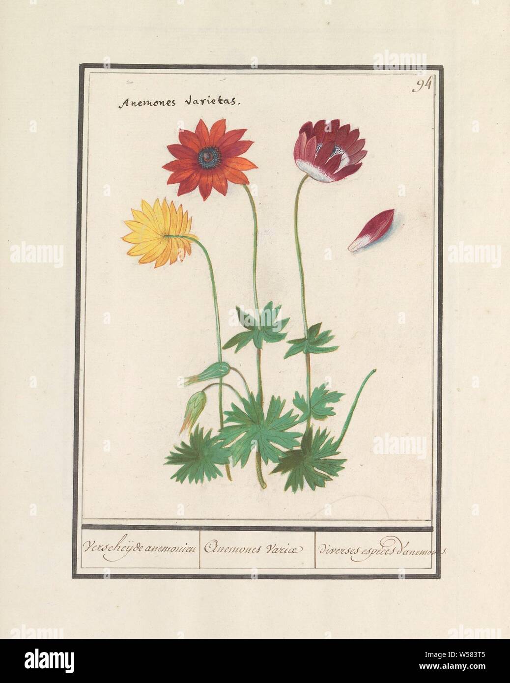 Various anemonies hi-res stock photography and images - Alamy