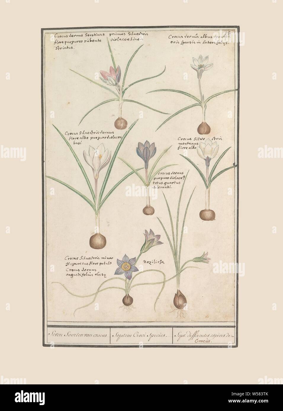 Seven crocuses (Crocus) Seven species of crocus / Septem Croci species ...