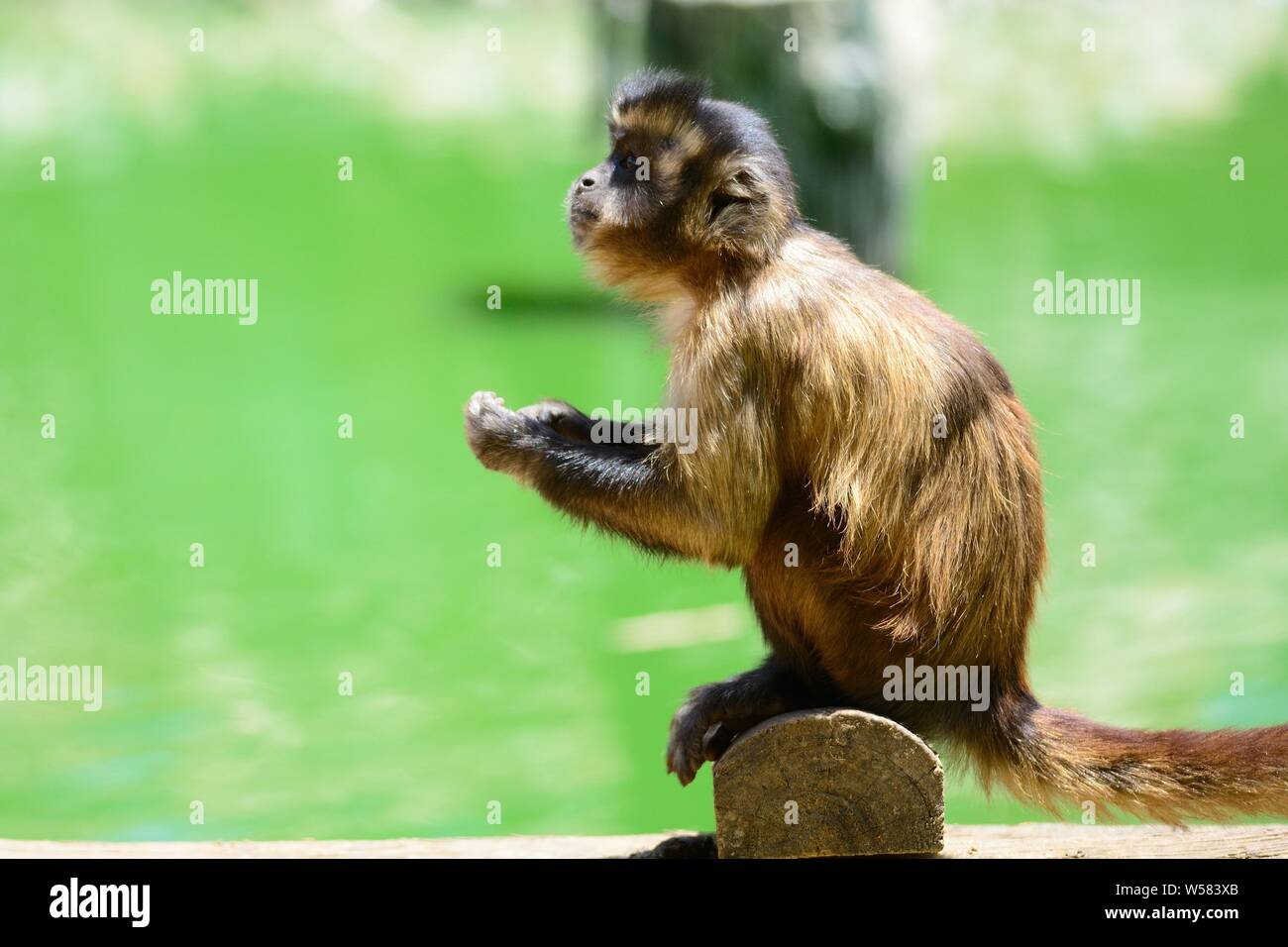 Monkey side view hi-res stock photography and images - Alamy