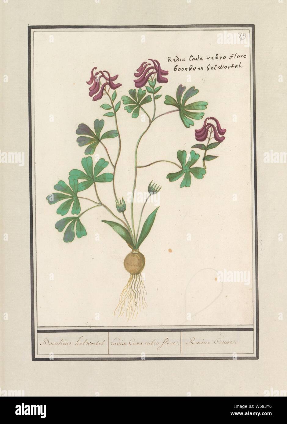 Radix cava hi-res stock photography and images - Alamy