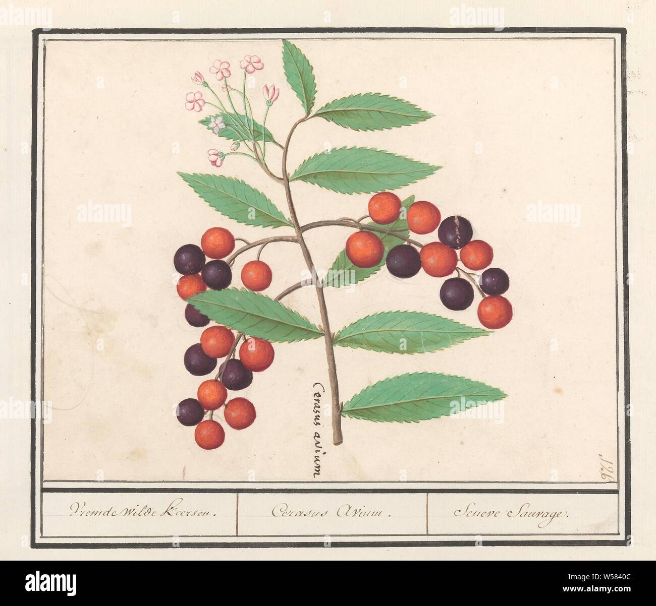 Seneve sauvage hi-res stock photography and images - Alamy