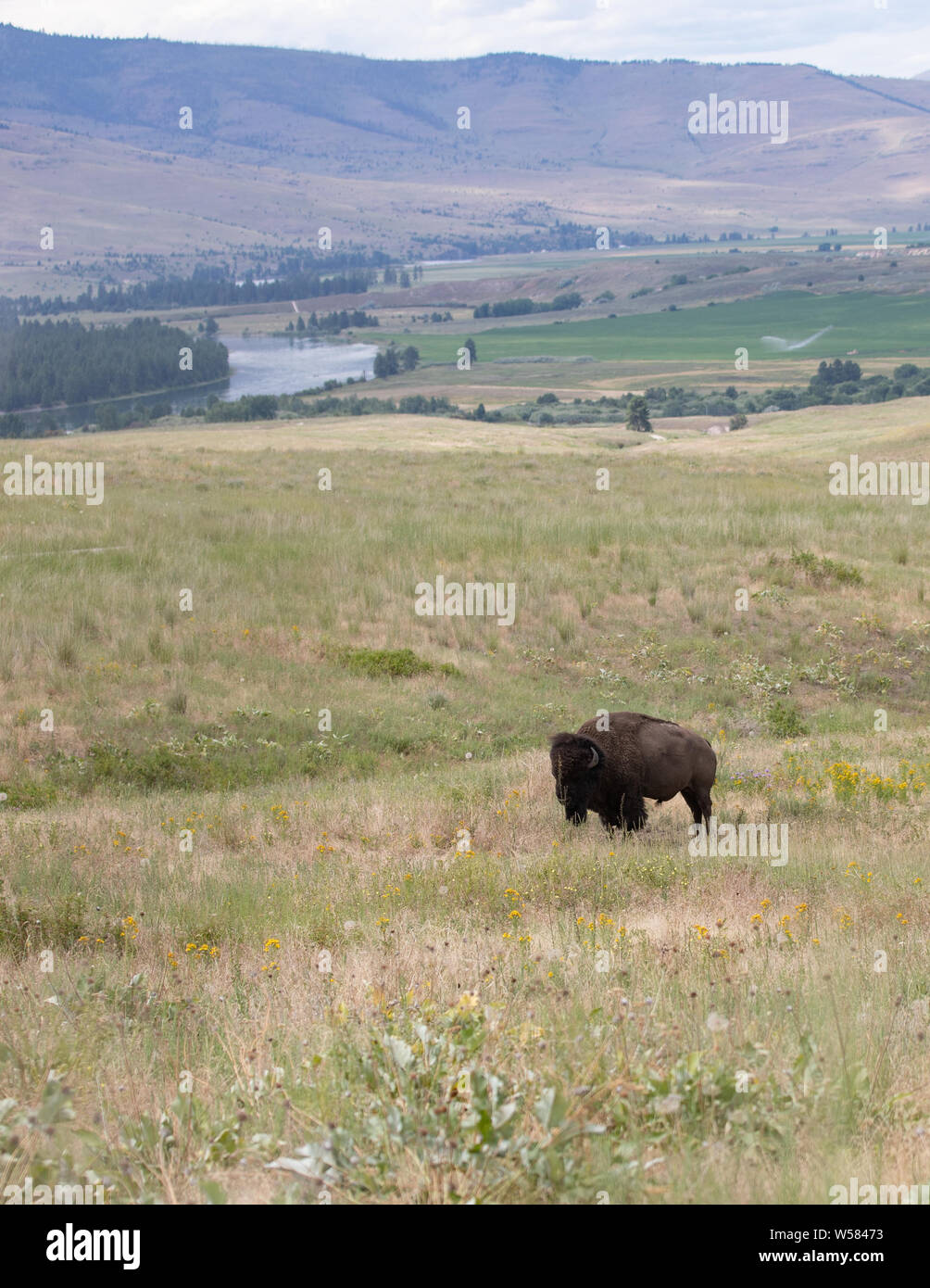 Bison at the National Bison Range in Montana Stock Photo - Alamy