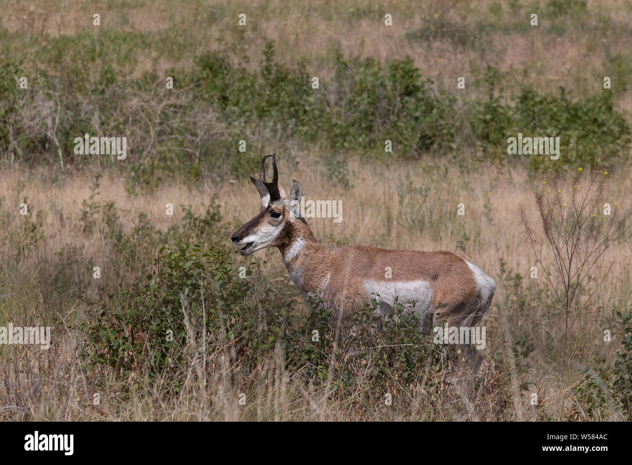 Pronghorn and bison hi-res stock photography and images - Alamy