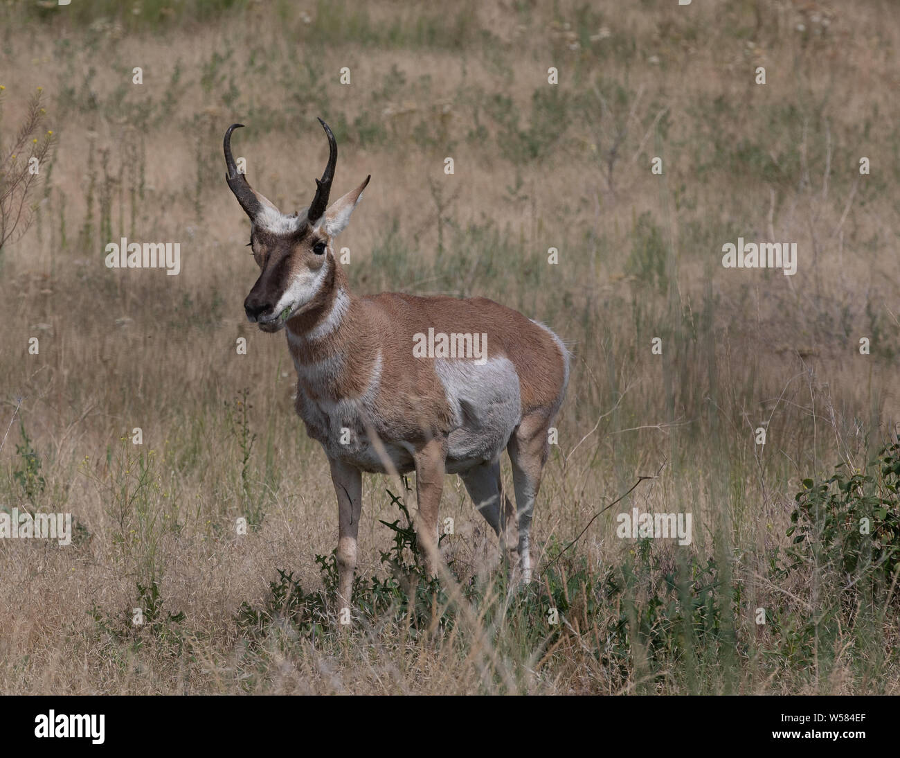 Pronghorn and bison hi-res stock photography and images - Alamy