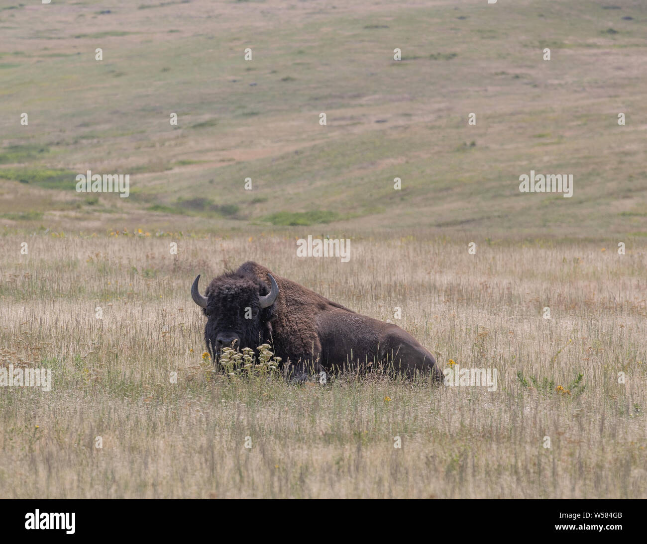 Bison at the National Bison Range in Montana Stock Photo - Alamy