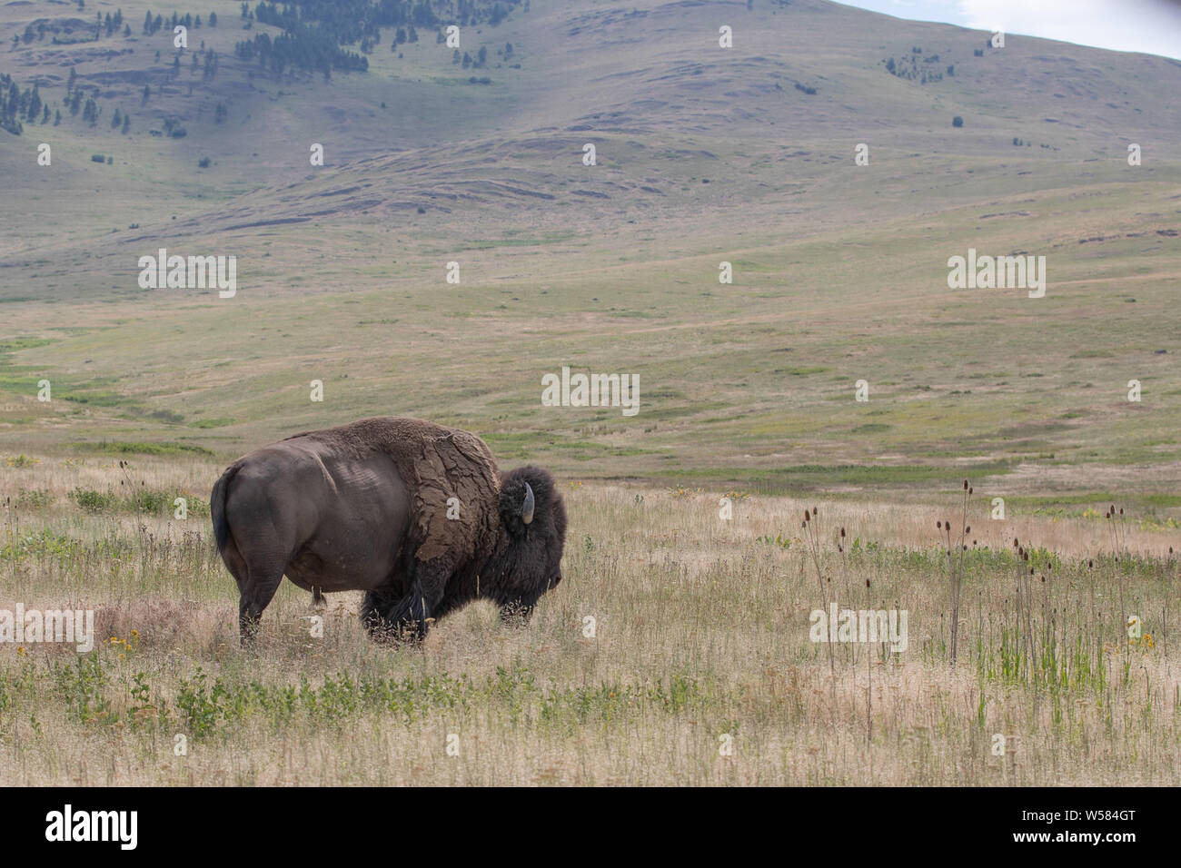 Bison at the National Bison Range in Montana Stock Photo - Alamy