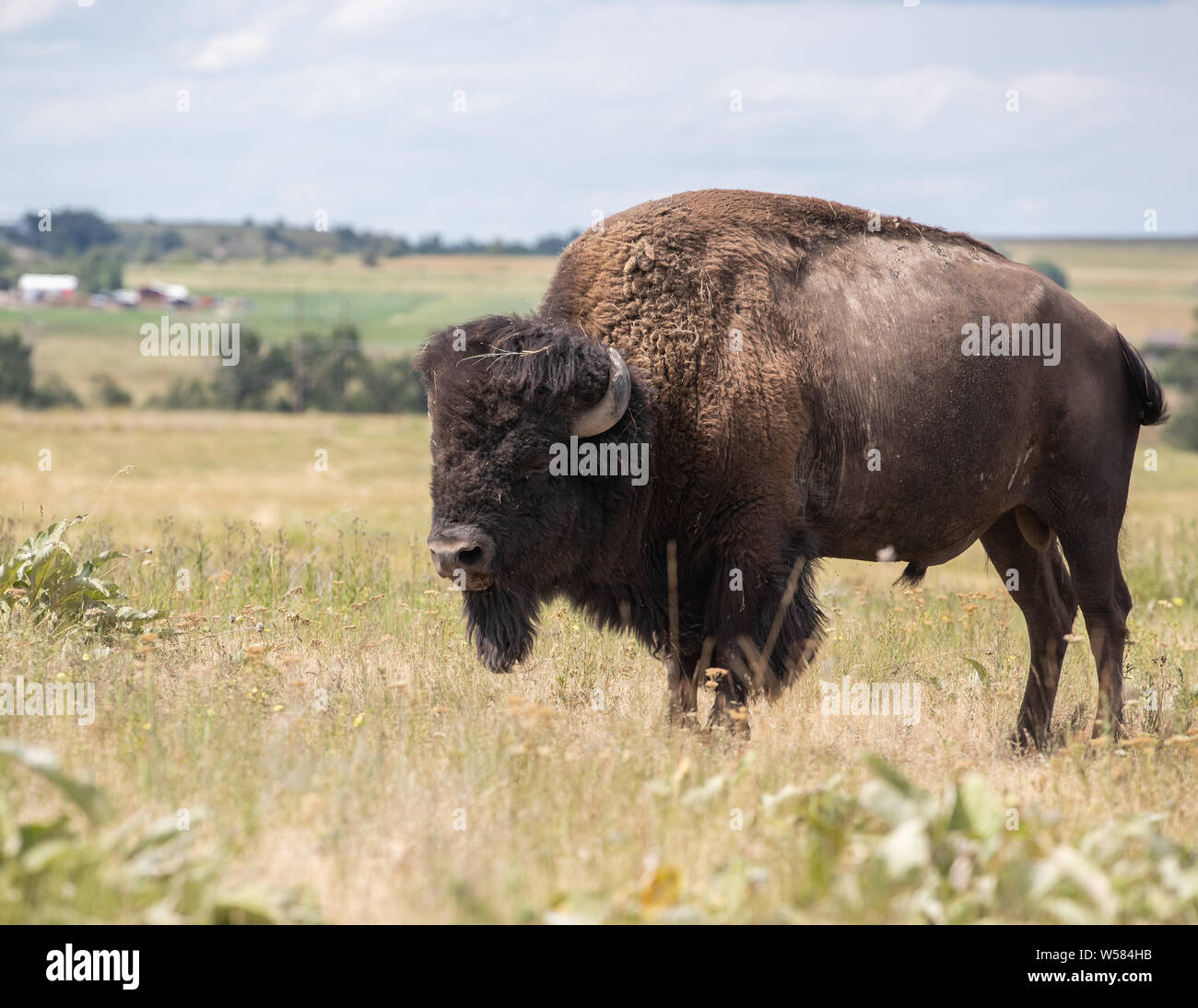 Bison at the National Bison Range in Montana Stock Photo - Alamy