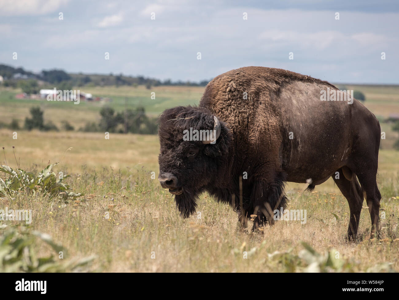 Bison at the National Bison Range in Montana Stock Photo - Alamy