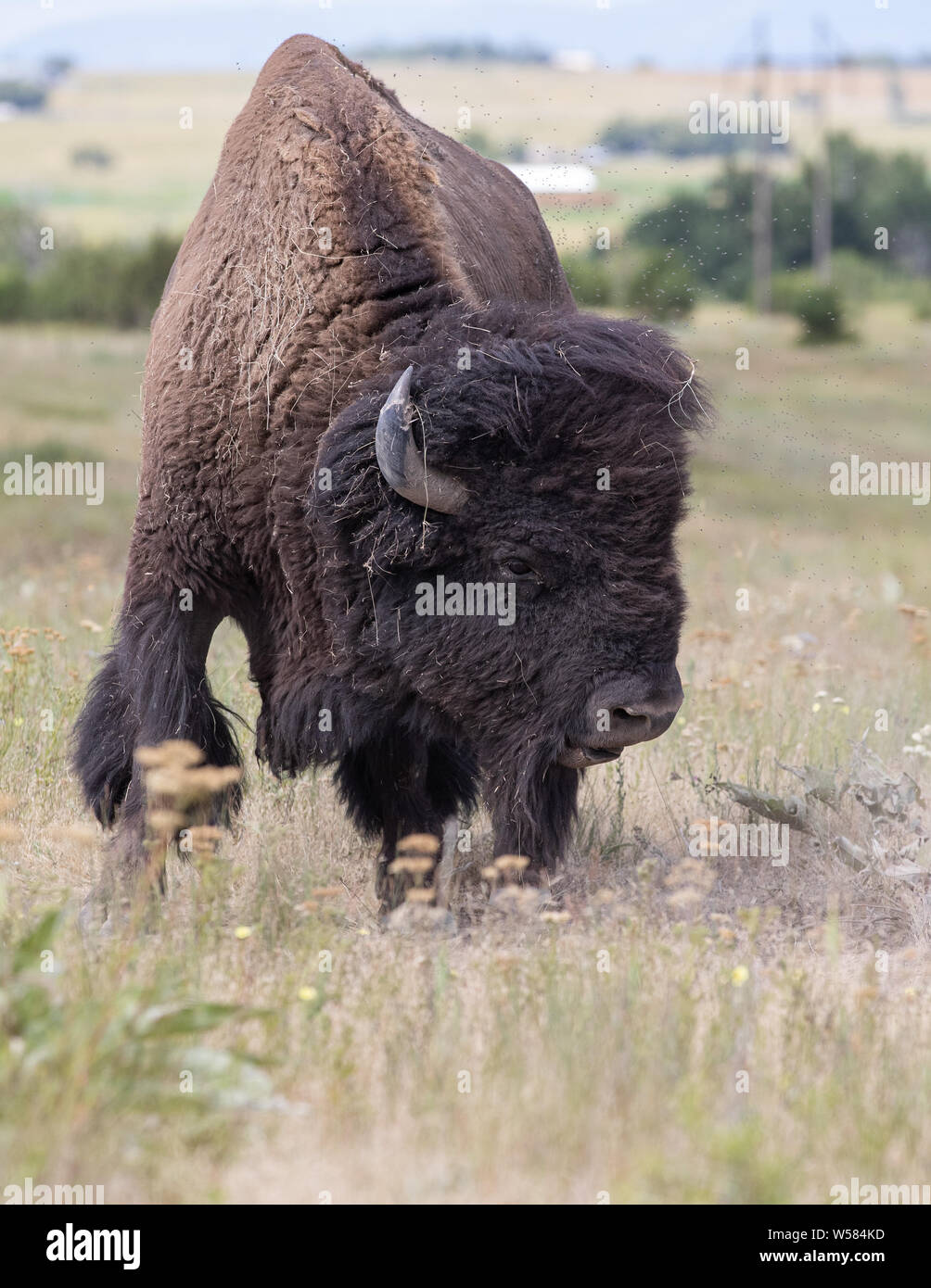 Bison at the National Bison Range in Montana Stock Photo - Alamy