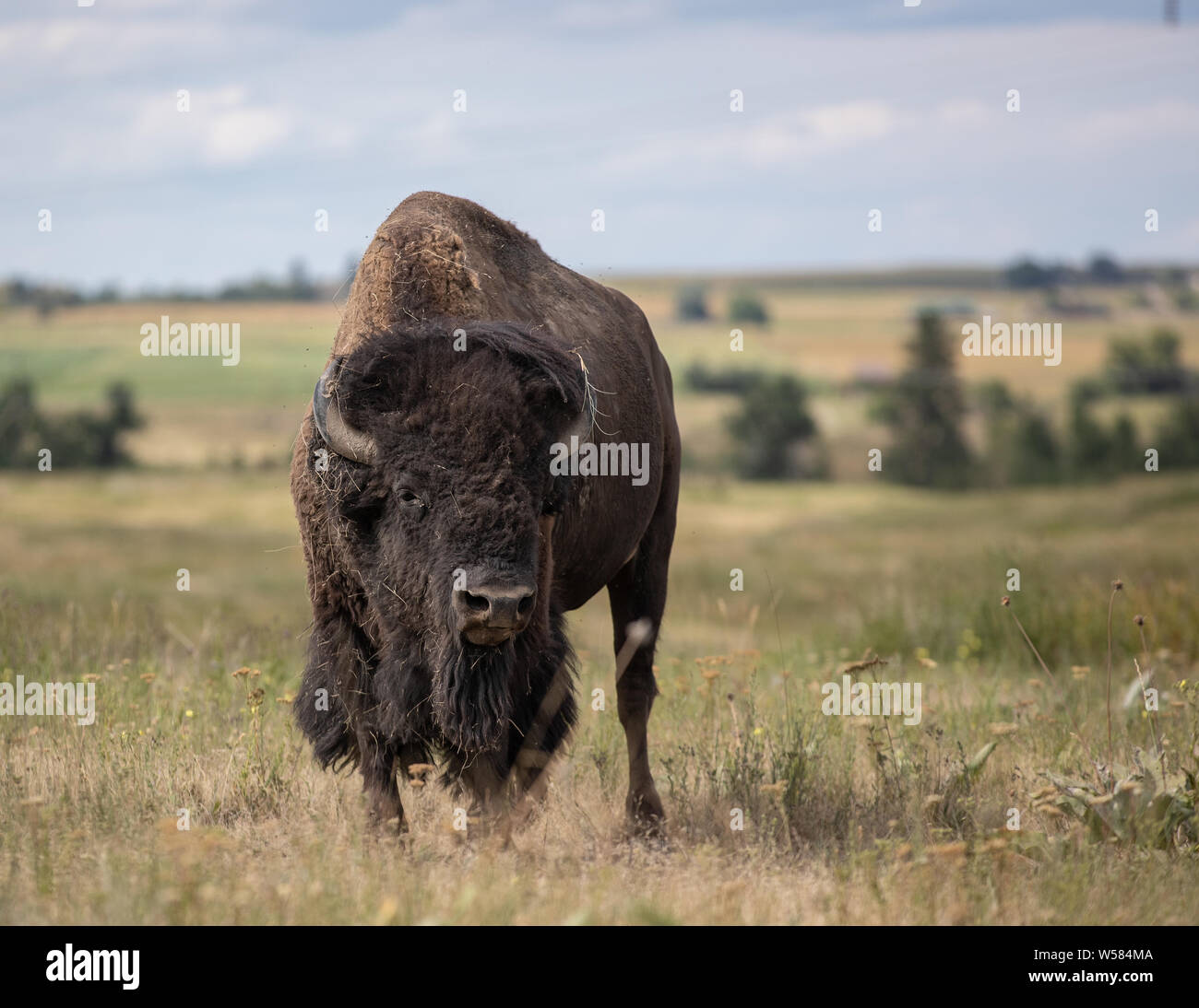 Bison at the National Bison Range in Montana Stock Photo - Alamy