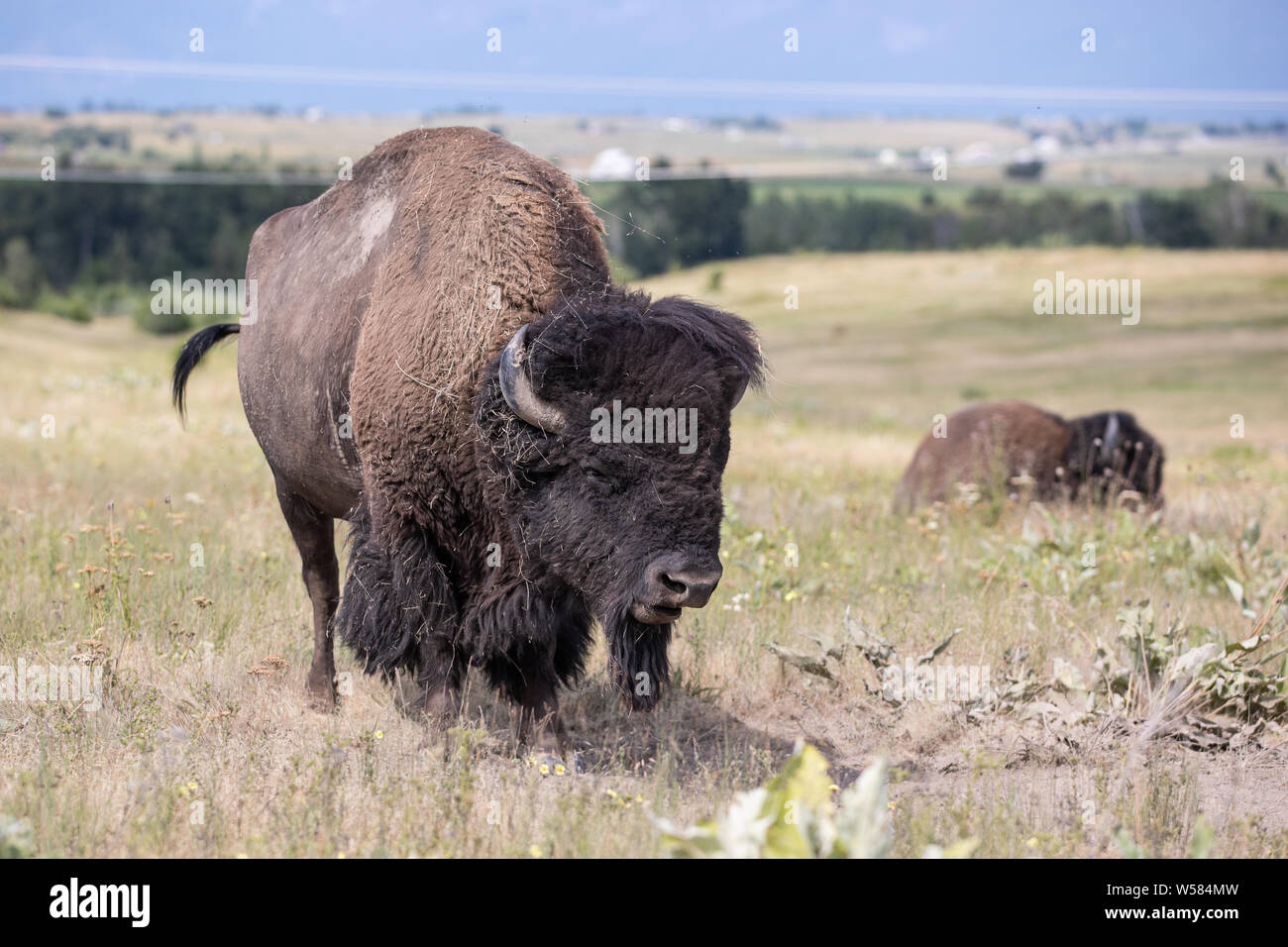 Bison at the National Bison Range in Montana Stock Photo - Alamy