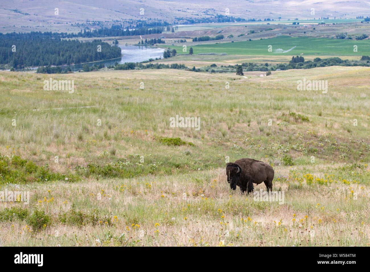 Bison at the National Bison Range in Montana Stock Photo - Alamy