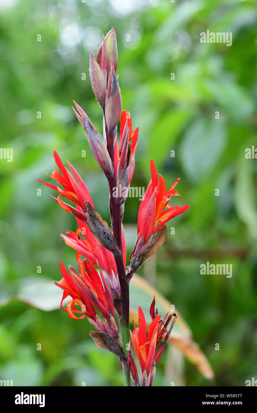 Close up of flowers on an Indian shot (canna indica) plant Stock Photo ...