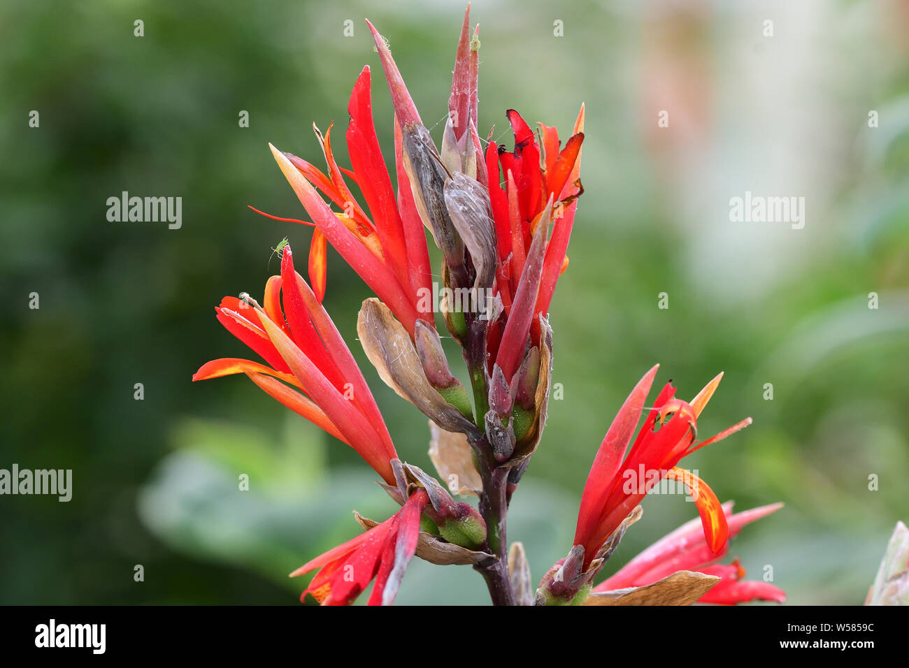 Close up of flowers on an Indian shot (canna indica) plant Stock Photo ...