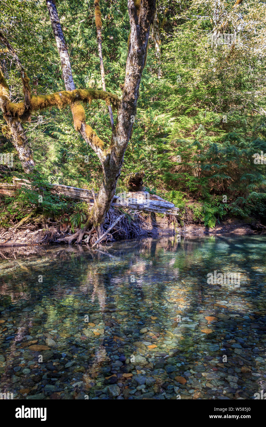 Clean water flowing through a creek in Mt Rainier National Park ...