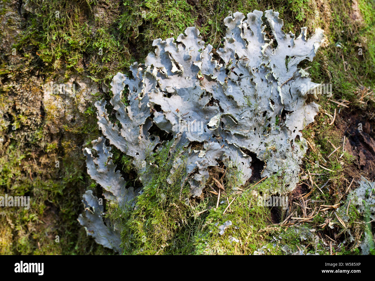 Dog lichen growth (Peltigera degenii Stock Photo - Alamy