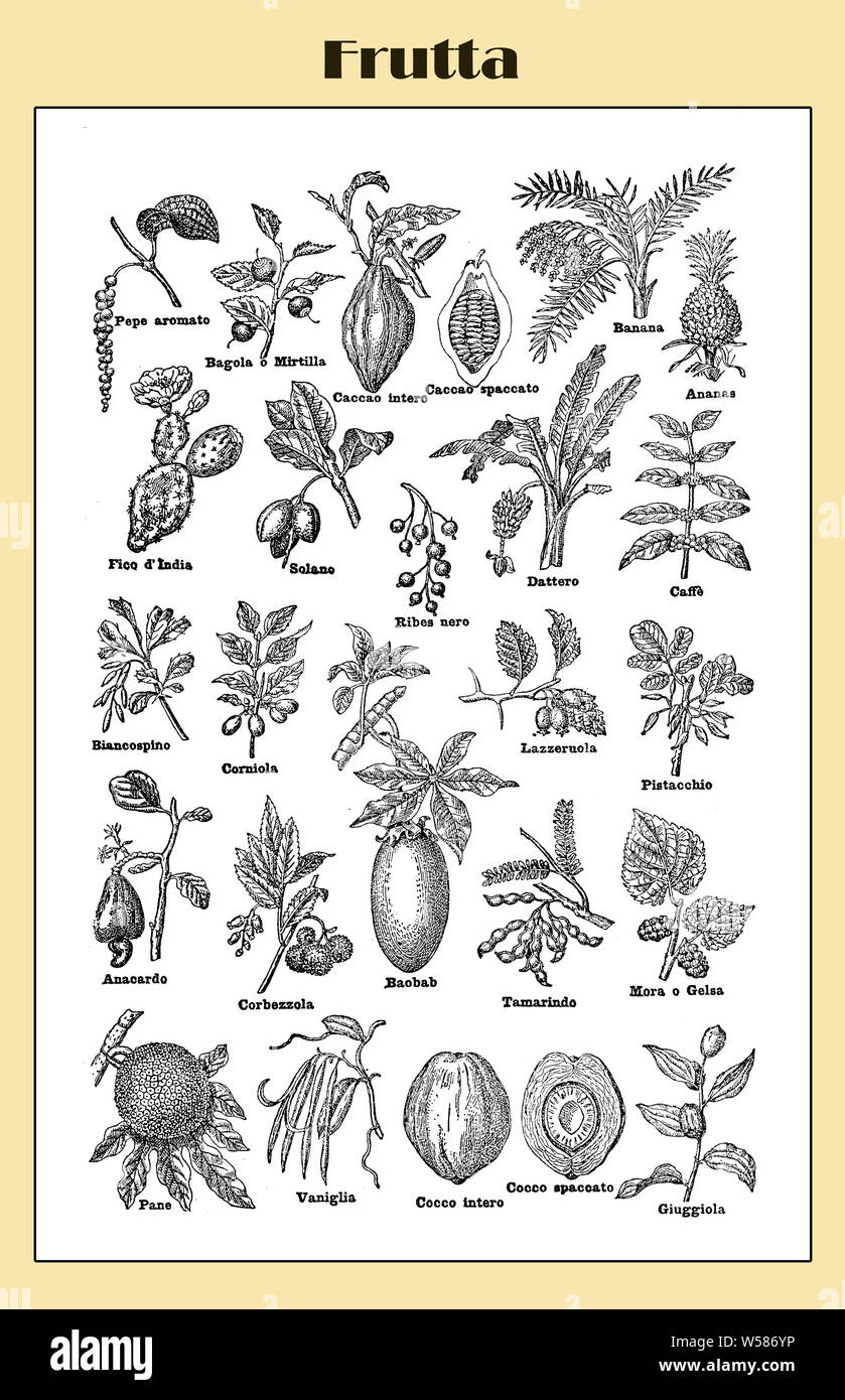 Great variety of fruits common and exotic with Italian names ...