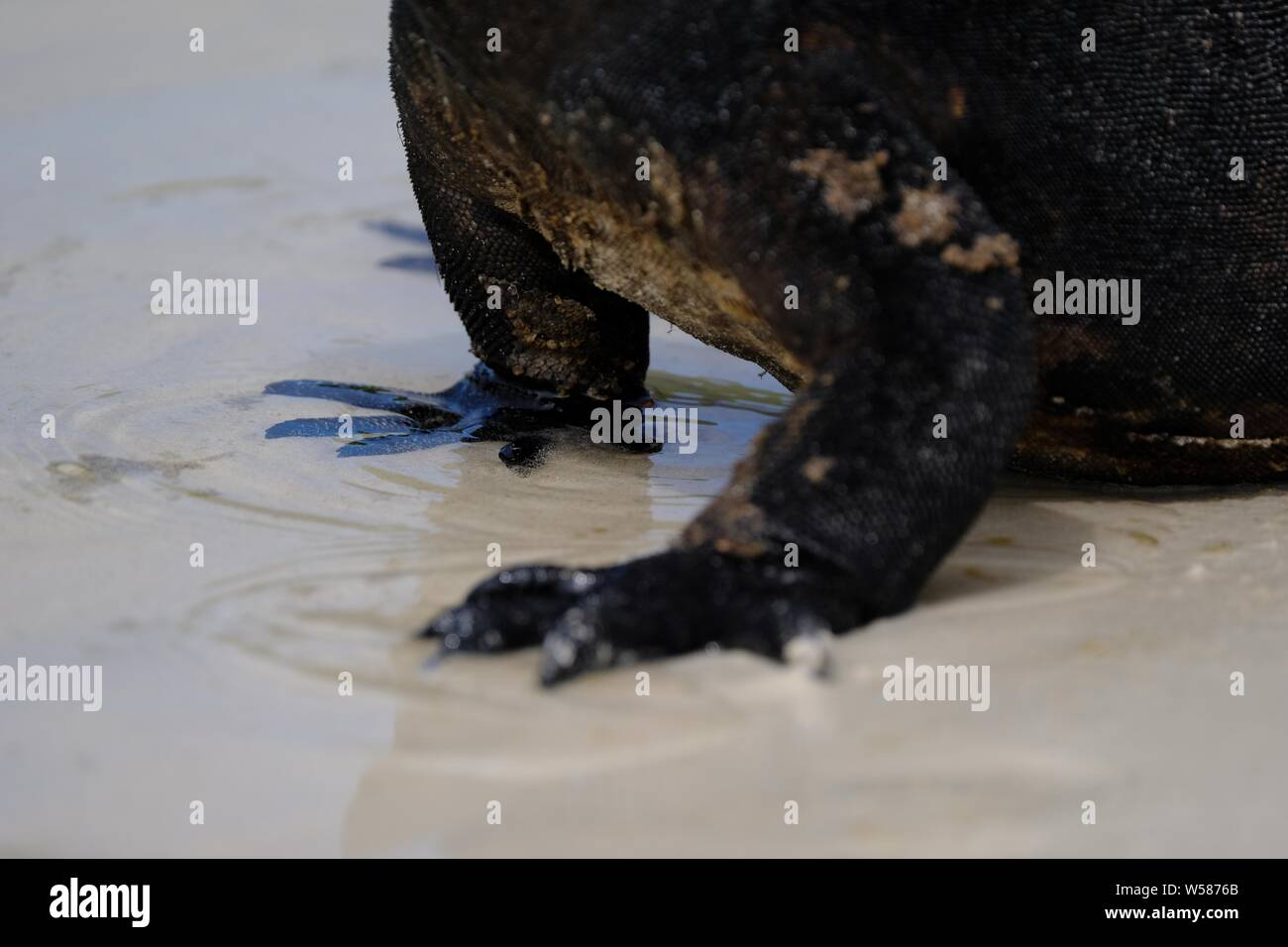 Dragon feet hi-res stock photography and images - Alamy