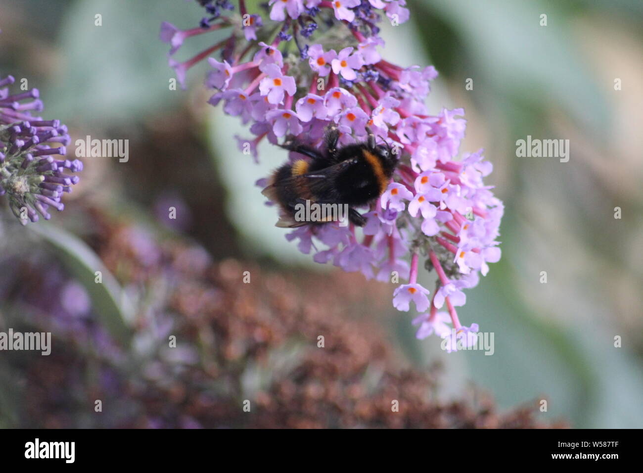 Bee on buddleia flower Stock Photo - Alamy