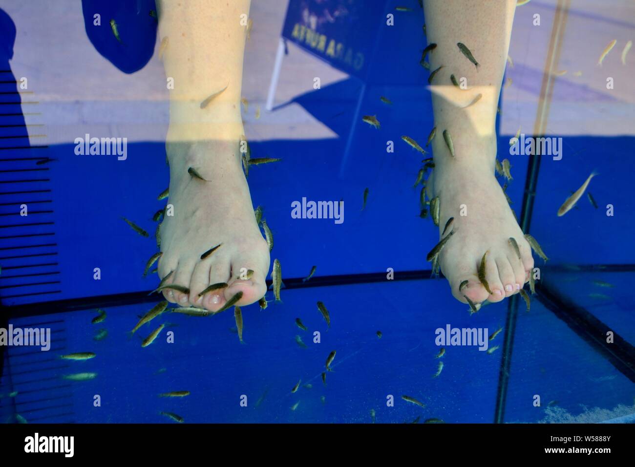 Foot cleaning with fish in SUNNY BEACH - Black Sea - BULGARIA Stock ...