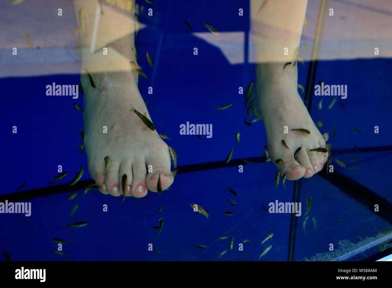 Foot cleaning with fish in SUNNY BEACH - Black Sea - BULGARIA Stock ...