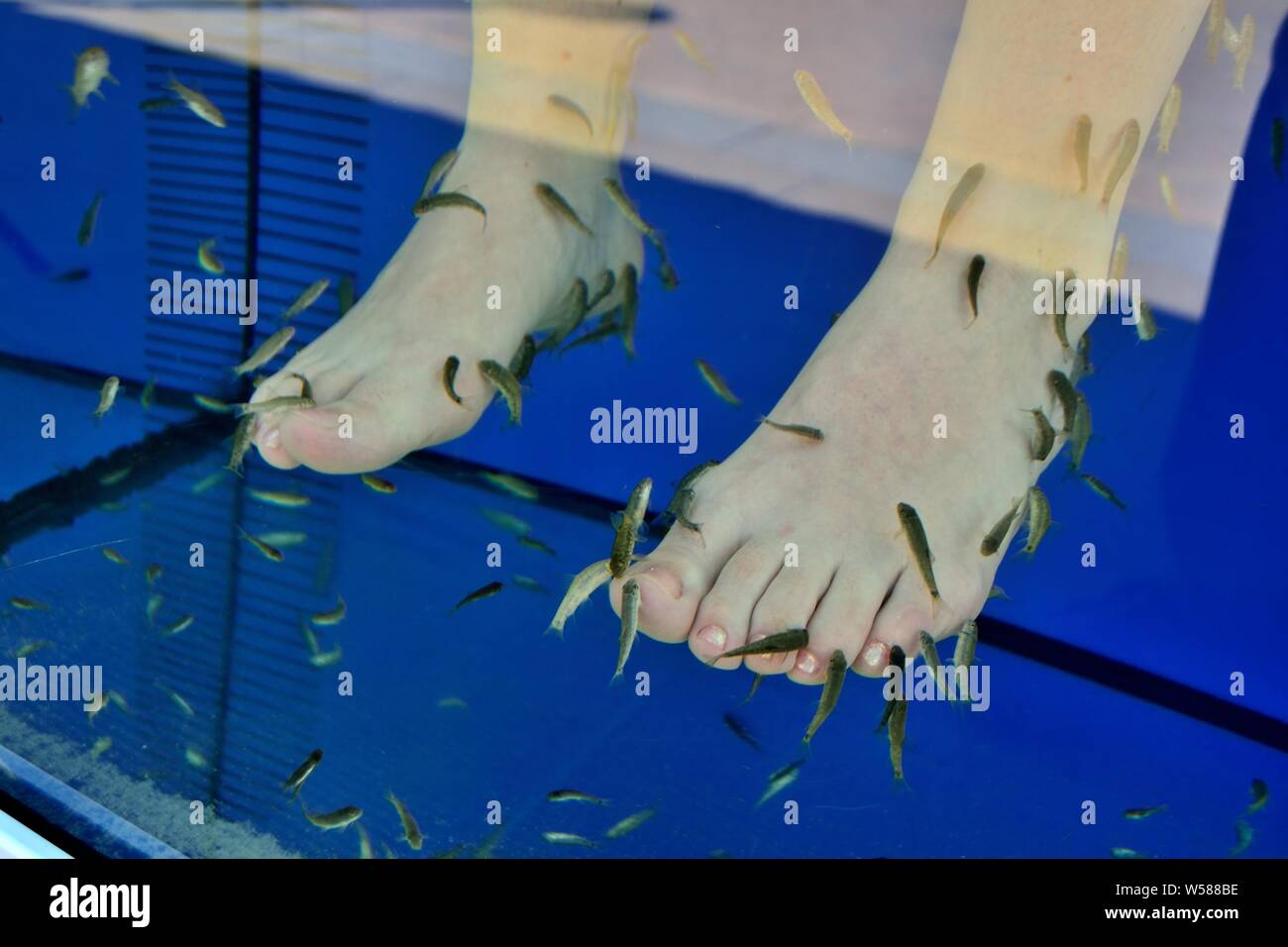 Foot cleaning with fish in SUNNY BEACH - Black Sea - BULGARIA Stock ...