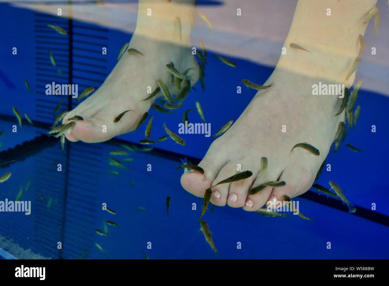 Foot cleaning with fish in SUNNY BEACH - Black Sea - BULGARIA Stock ...